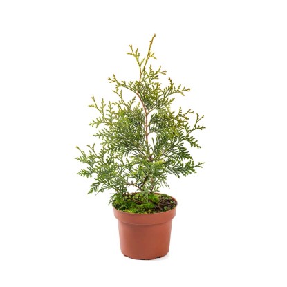Tuja (Thuja) Brabant - don. 2 l kupuj w OBI