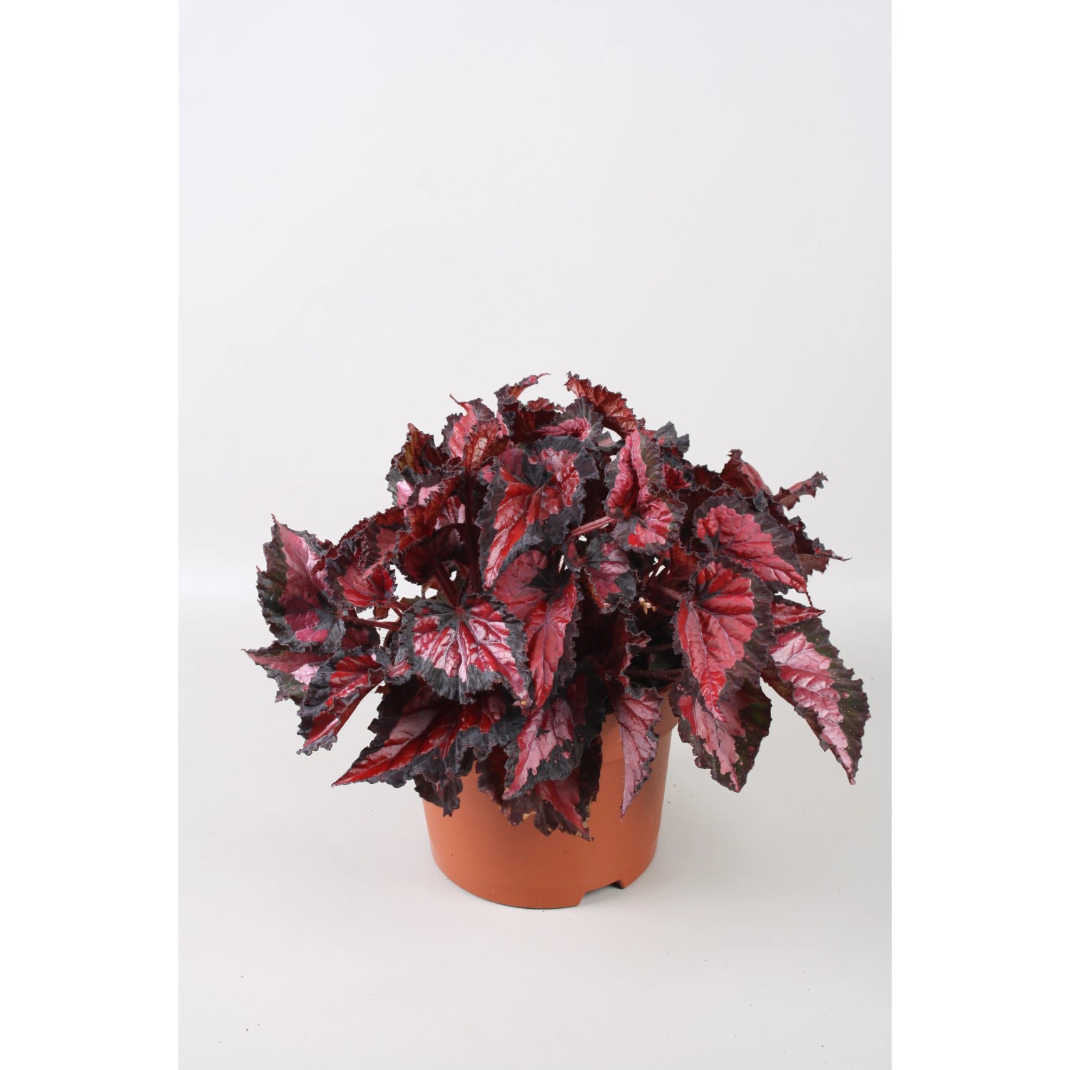 Begonia (Begonia) Inca Night - don. 17 cm kupuj w OBI