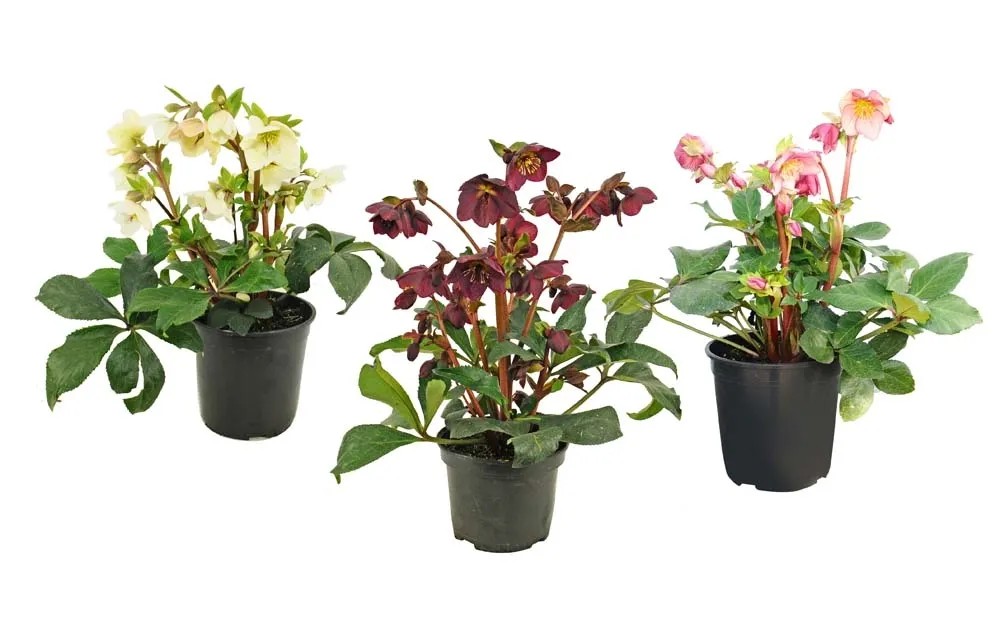 Ciemiernik (Helleborus premium) mix - don. 21 cm kupuj w OBI