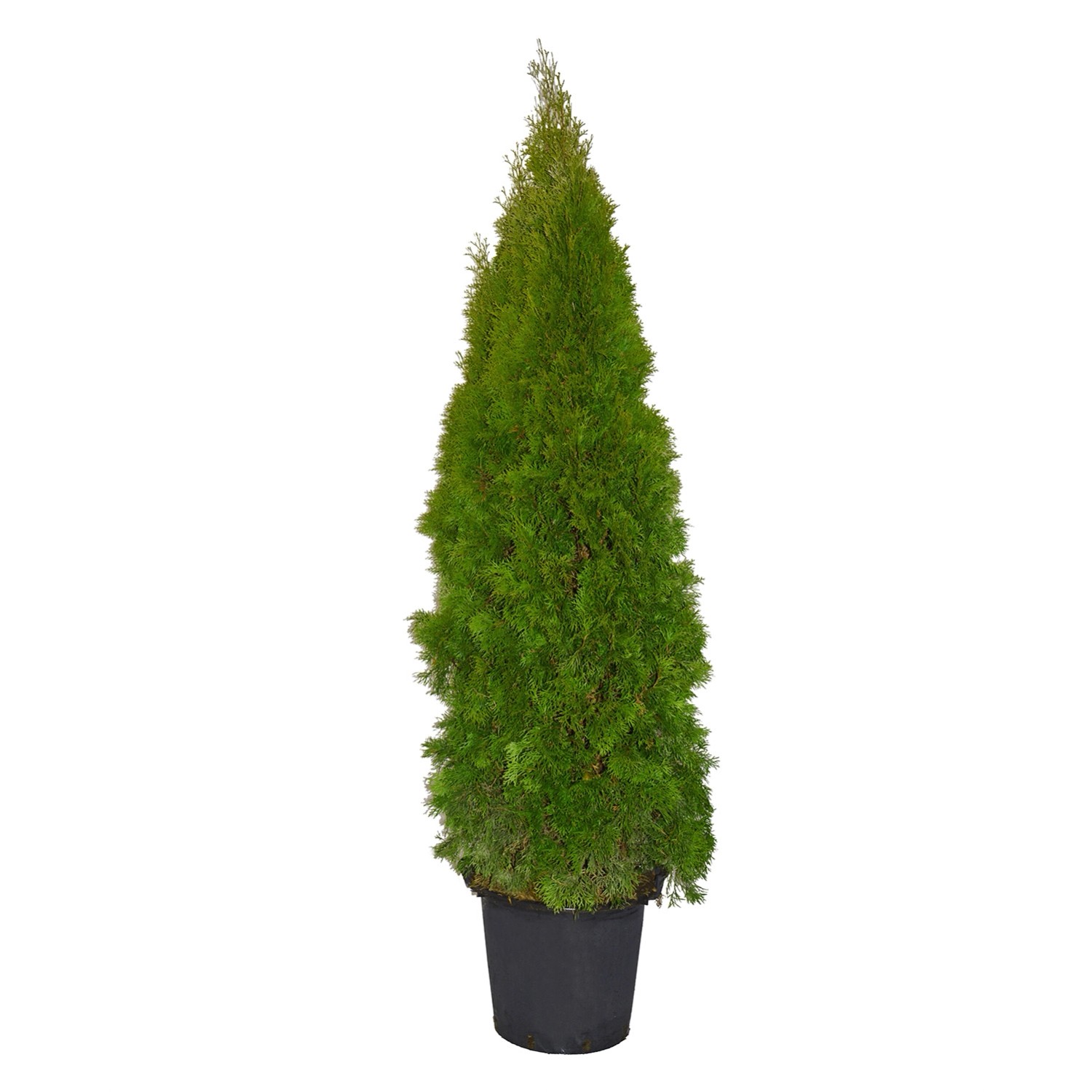 Tuja Szmaragd (Thuja occidentalis Smaragd) wys. 200 cm don. 35L kupuj w OBI