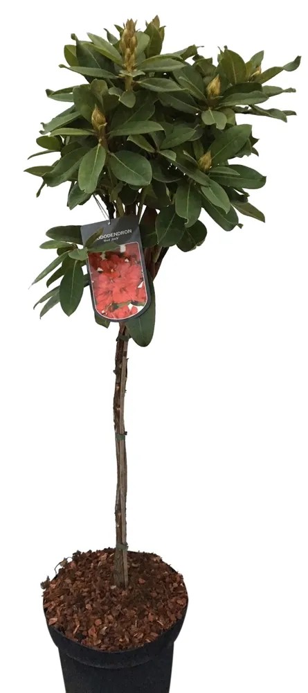 Rhododendron mix na pniu wys. 100-120 don. 10L kupuj w OBI