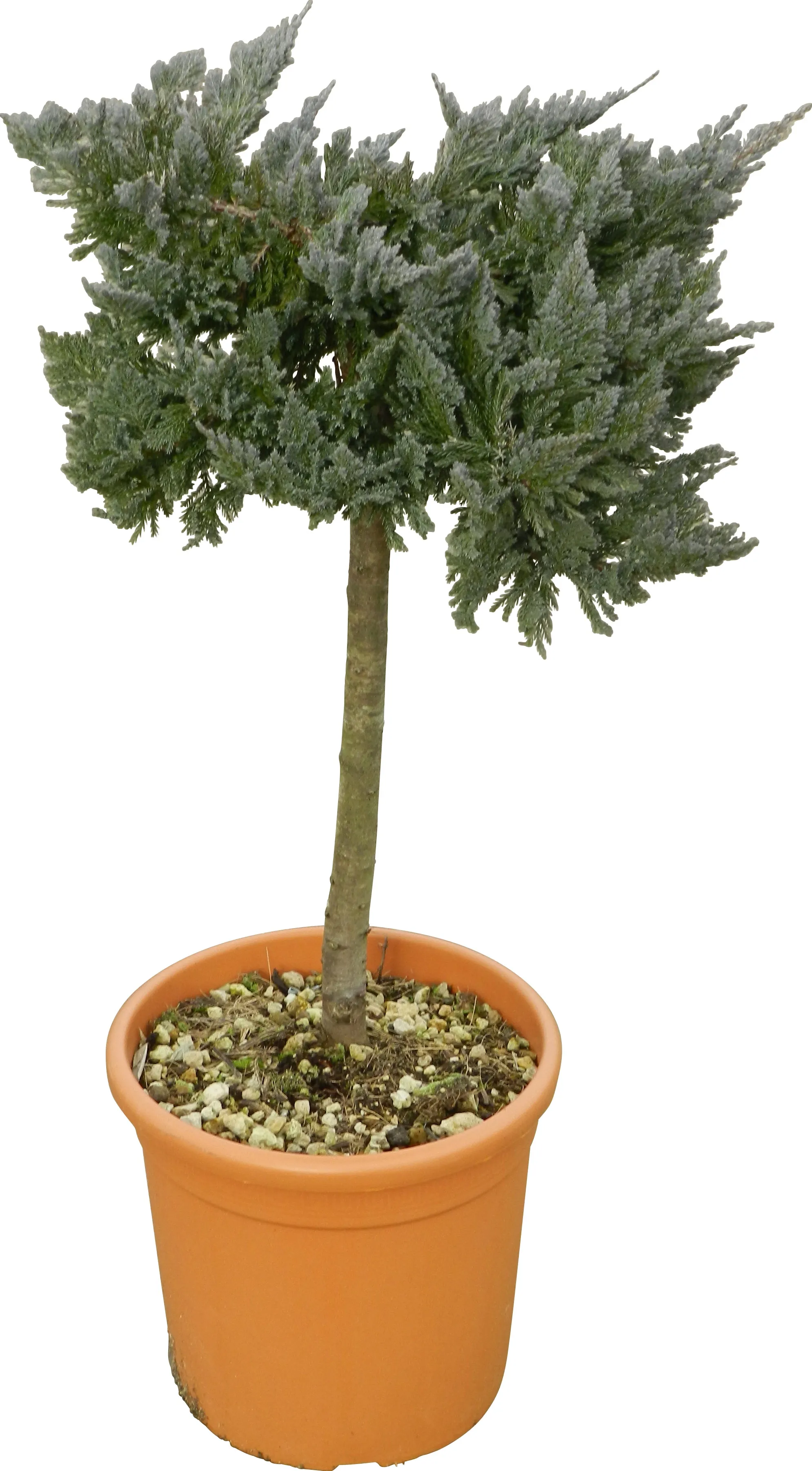 Jałowiec drzewko mix wys. 60-70 cm don. 9l kupuj w OBI