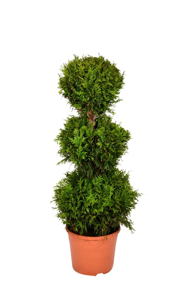 Tuja Thuja Martin 3 kule ukorz wys. 90cm don. 35cm kupuj w OBI