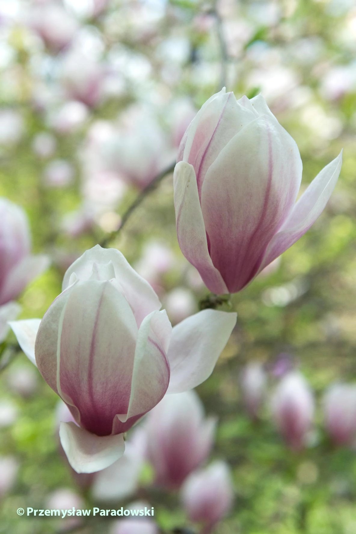 Magnolia w odmianach (Magnolia sp.) kupuj w OBI