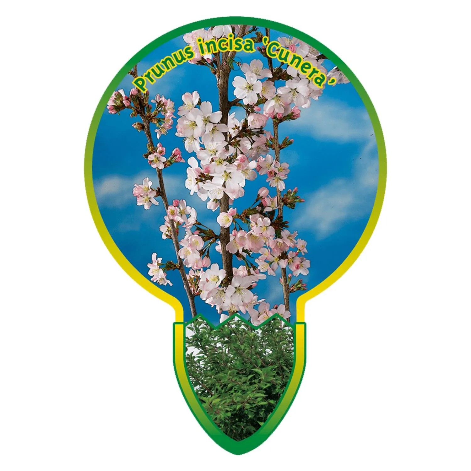 Wiśnia Japońska na pniu (Prunus serrulata) wys. 120 cm - don. 21 cm ...