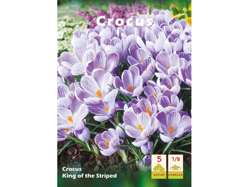 Krokus Crocus King of striped 5szt kupuj w OBI