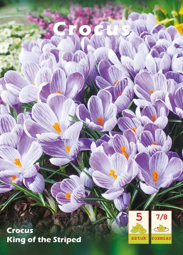 Krokus Crocus King of striped 5szt kupuj w OBI