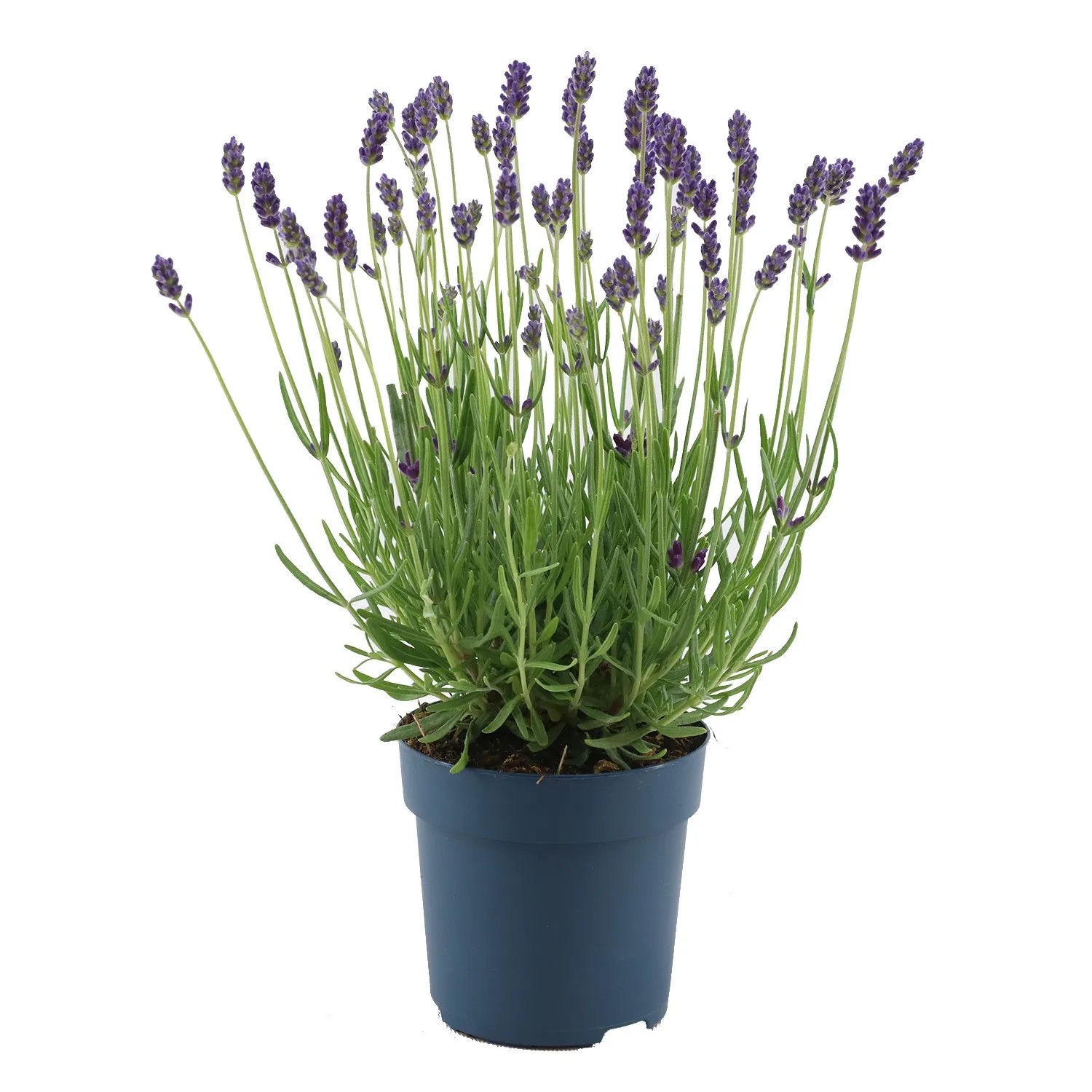 Lawenda (Lavandula Felice & Stoechas) don. 10,5 cm kupuj w OBI