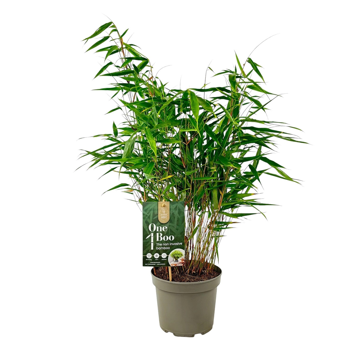 Bambus (Fargesia One boo) don. 17 cm kupuj w OBI