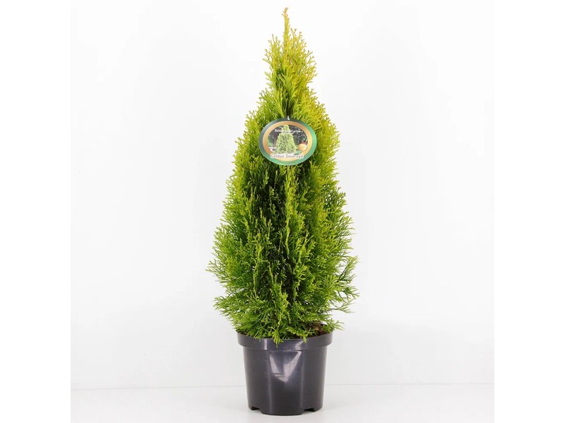 Tuja (Thuja) żółta Occidentalis mix - don. 19 cm kupuj w OBI