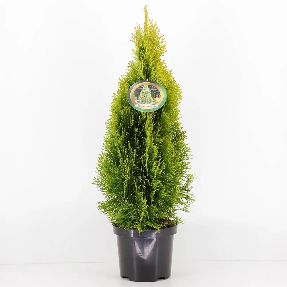 Tuja (Thuja) żółta Occidentalis mix - don. 19 cm kupuj w OBI