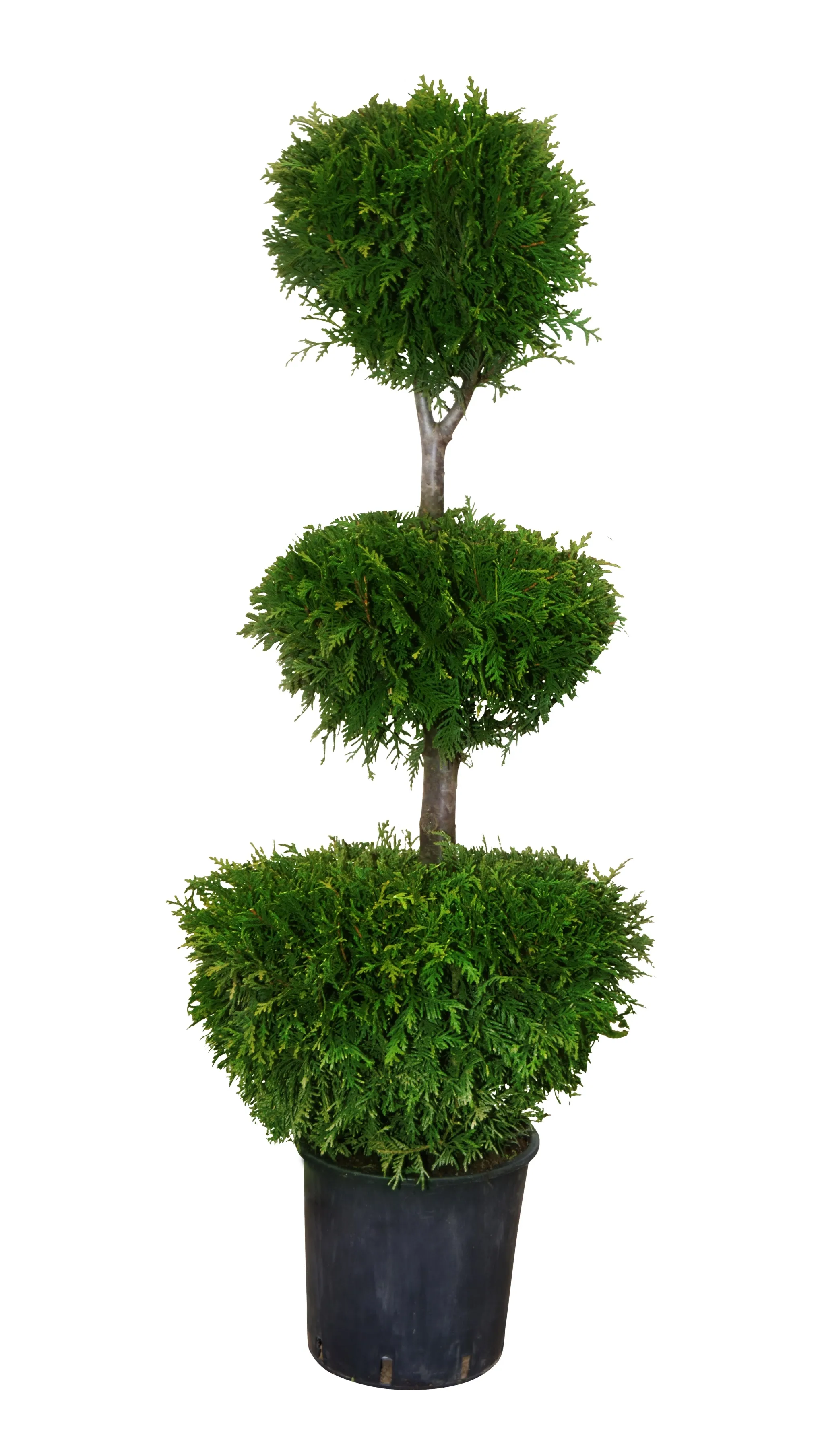 Tuja odm. Brabant formowana 3 kule (Thuja sp.) kupuj w OBI