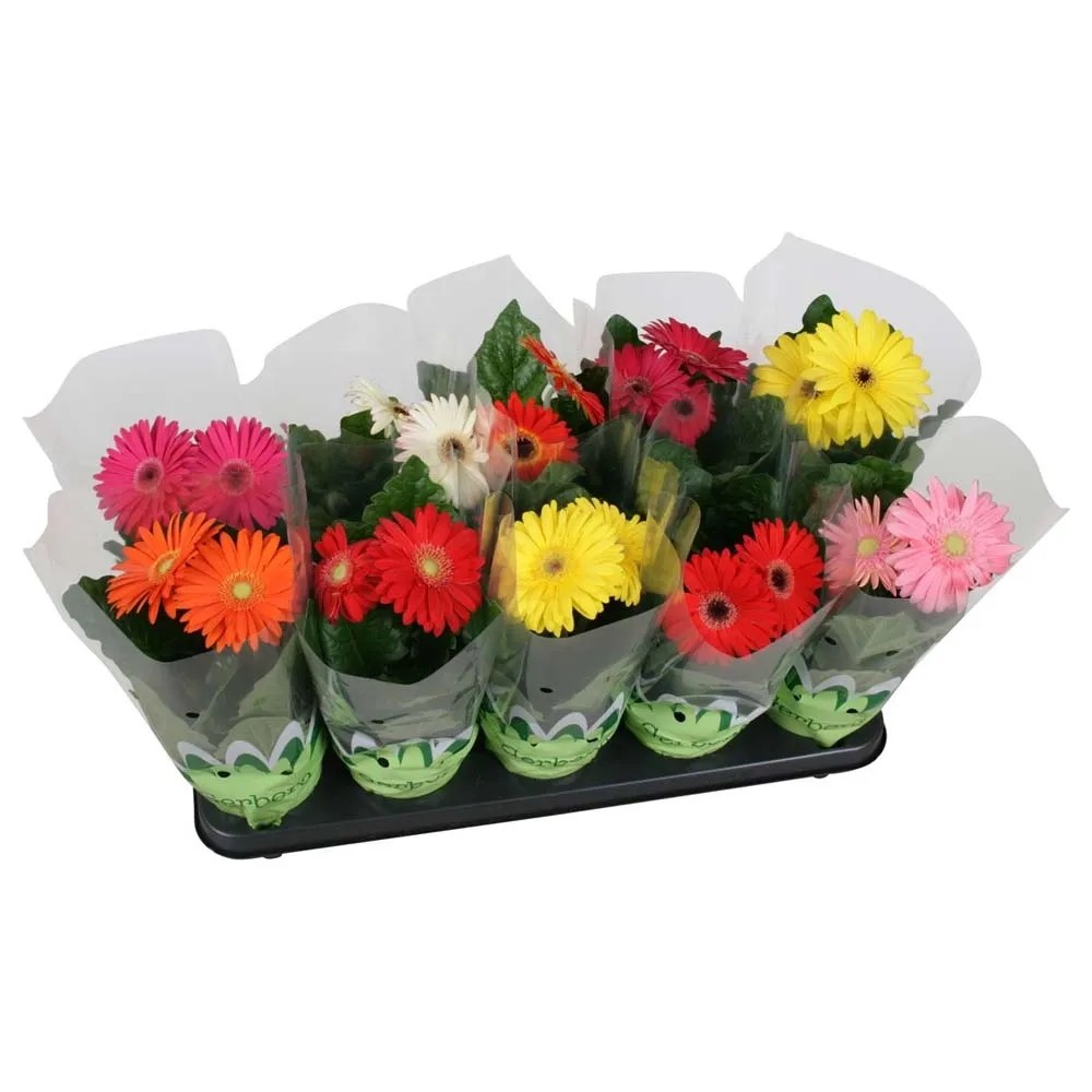 Gerbera mix - don. 12 cm