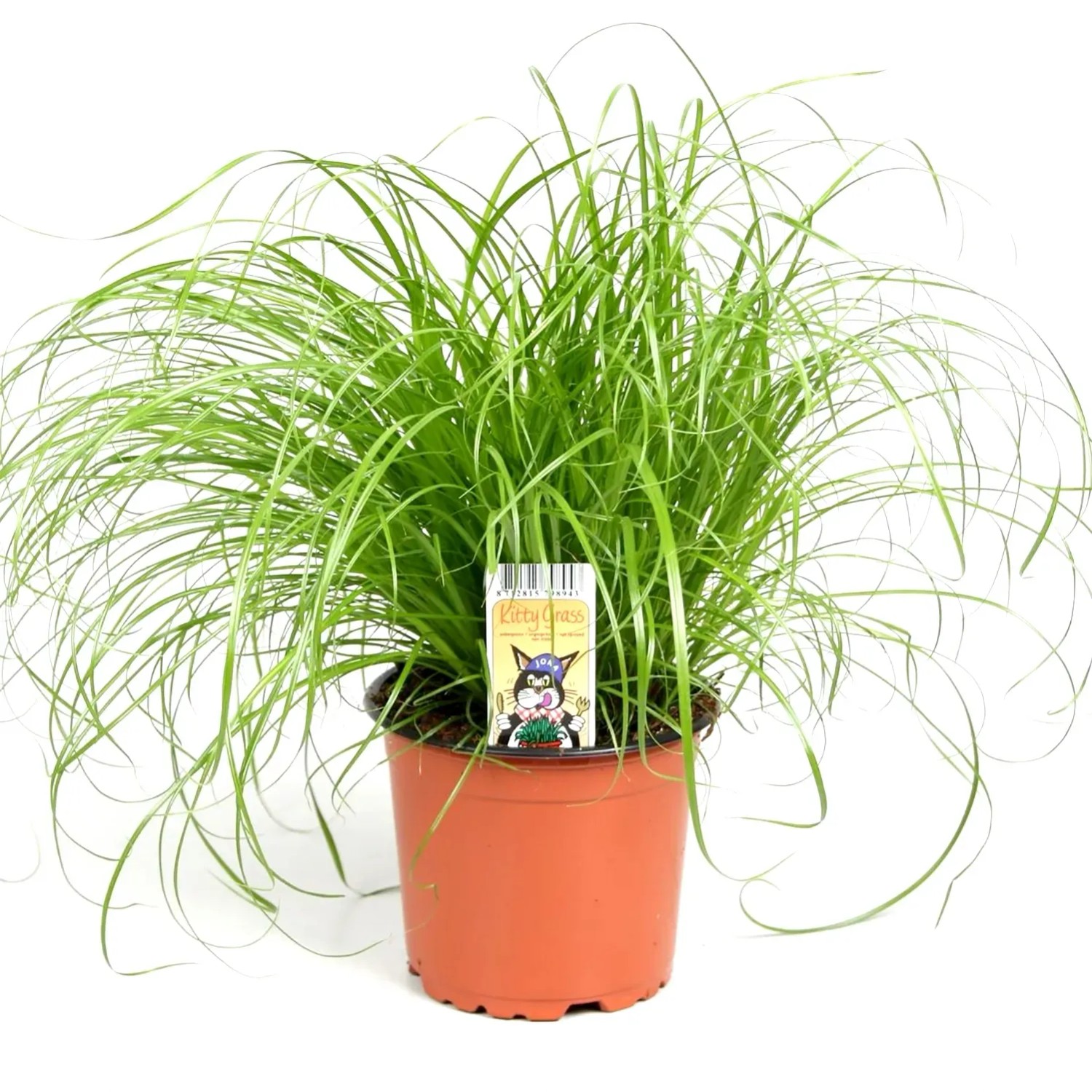 Cyperus Alternifolius Zumula wys. 20-30