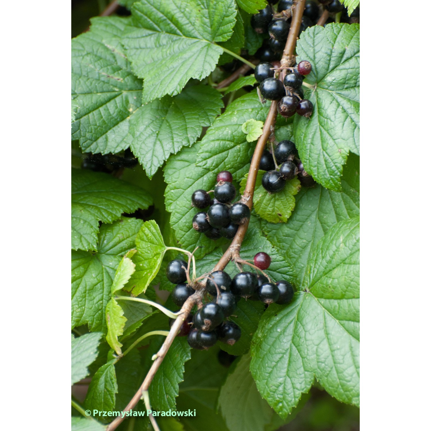 Porzeczka w odmianch (Ribes sp.) kupuj w OBI