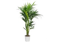 Palmy - Dostępne produkty - OBI wszystko do mieszkania, domu, ogrodu i ...