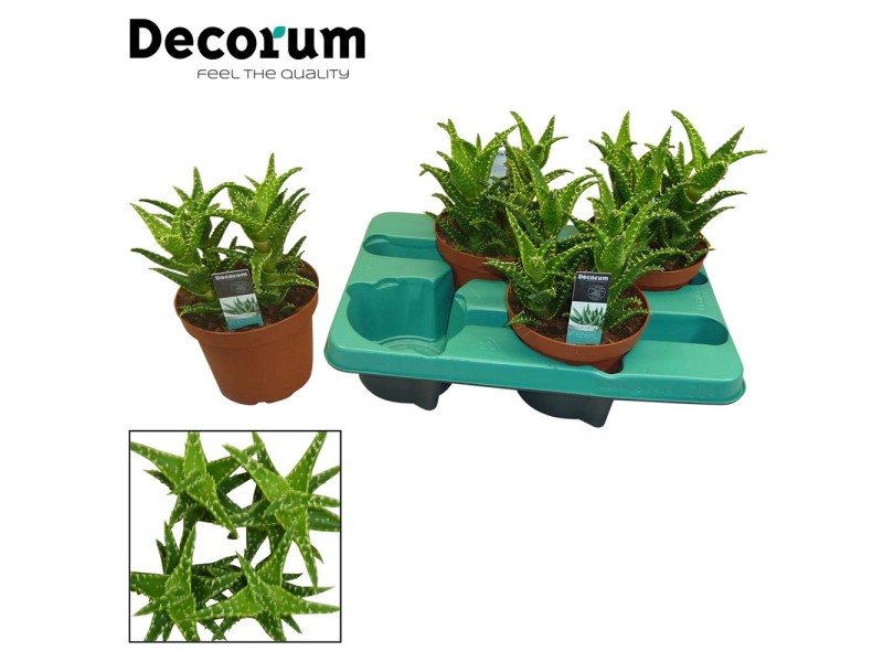 Aloes - Aloe Concinna wys20-30cm don.14cm kupuj w OBI