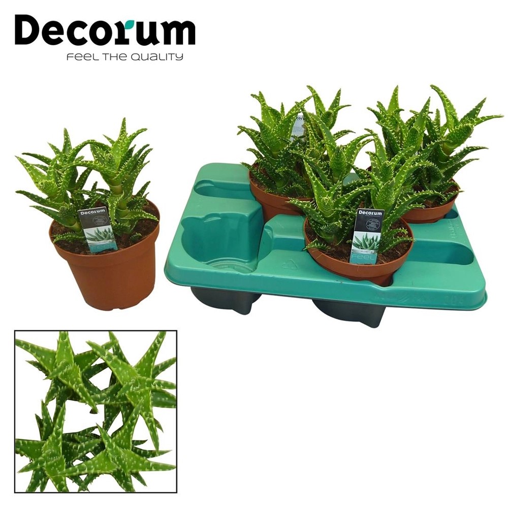 Aloes - Aloe Concinna wys20-30cm don.14cm kupuj w OBI