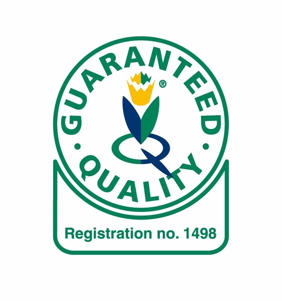 Begonia Zwisająca Sunray 2szt. kupuj w OBI