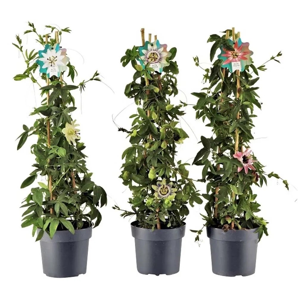 Męczennica (Passifloram Pyramid) mix - wys. około 70 cm, don. 17 cm ...