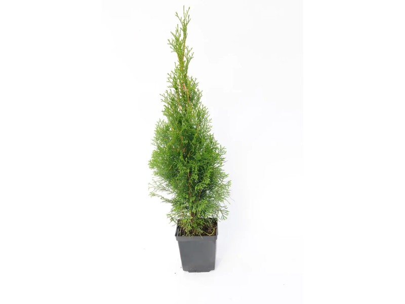 Tuja (Thuja) Szmaragd - don. 2 l kupuj w OBI