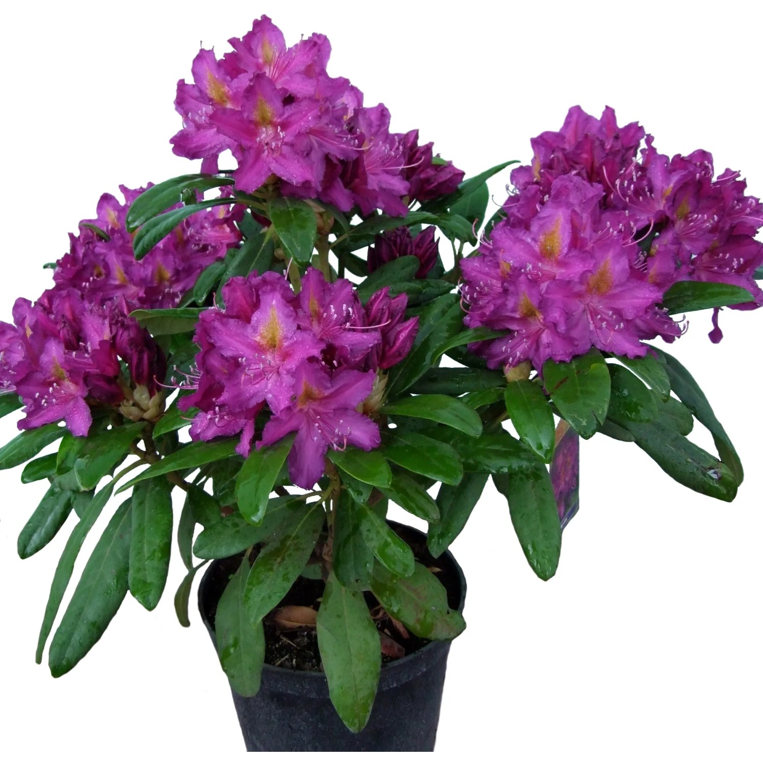 Rododendron (Rhododendron) 6 pąków - don. 5 l kupuj w OBI