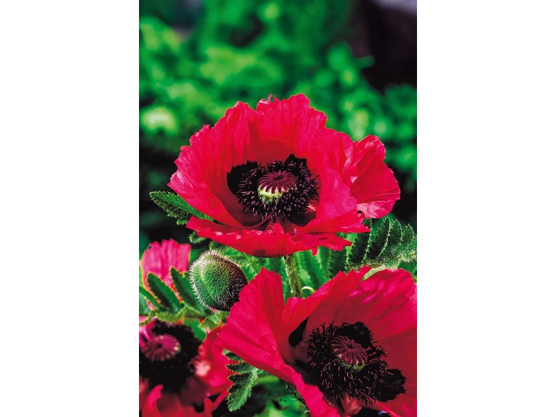 Mak wschodni (Papaver Watermelon) 1 szt. kupuj w OBI