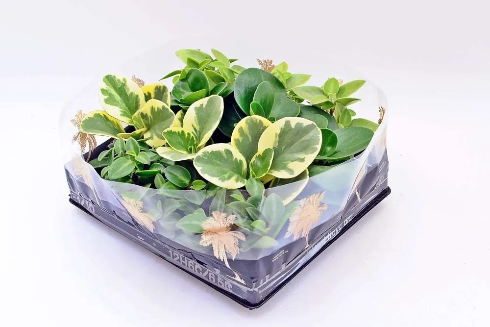 Pieprzówka (Peperomia) mix - don. 6 cm kupuj w OBI