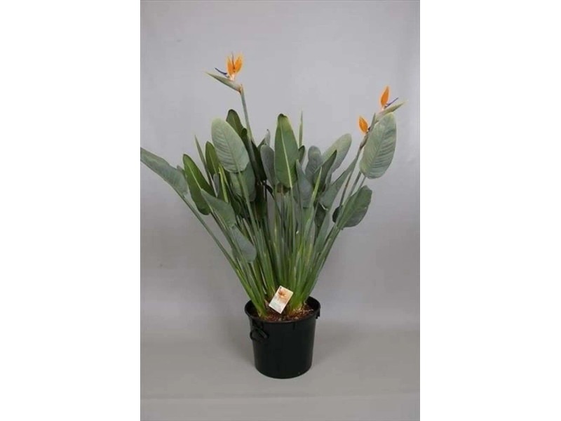 Strelicja królewska (Strelitzia reginae) z pąkami - wys. 135 cm, don. 40 cm