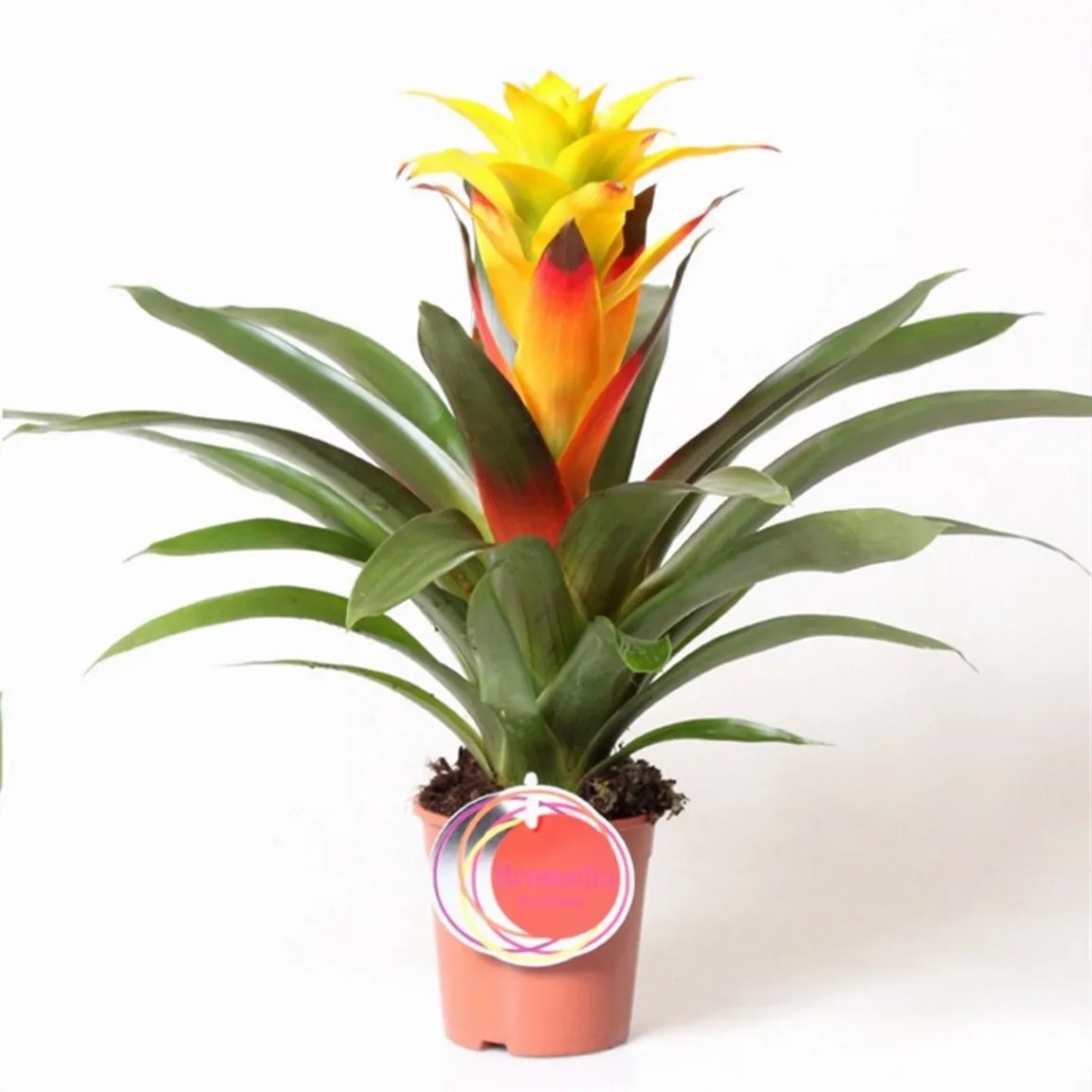 Guzmania dom. Candy (Bromeliaceae) - don. 12 cm kupuj w OBI