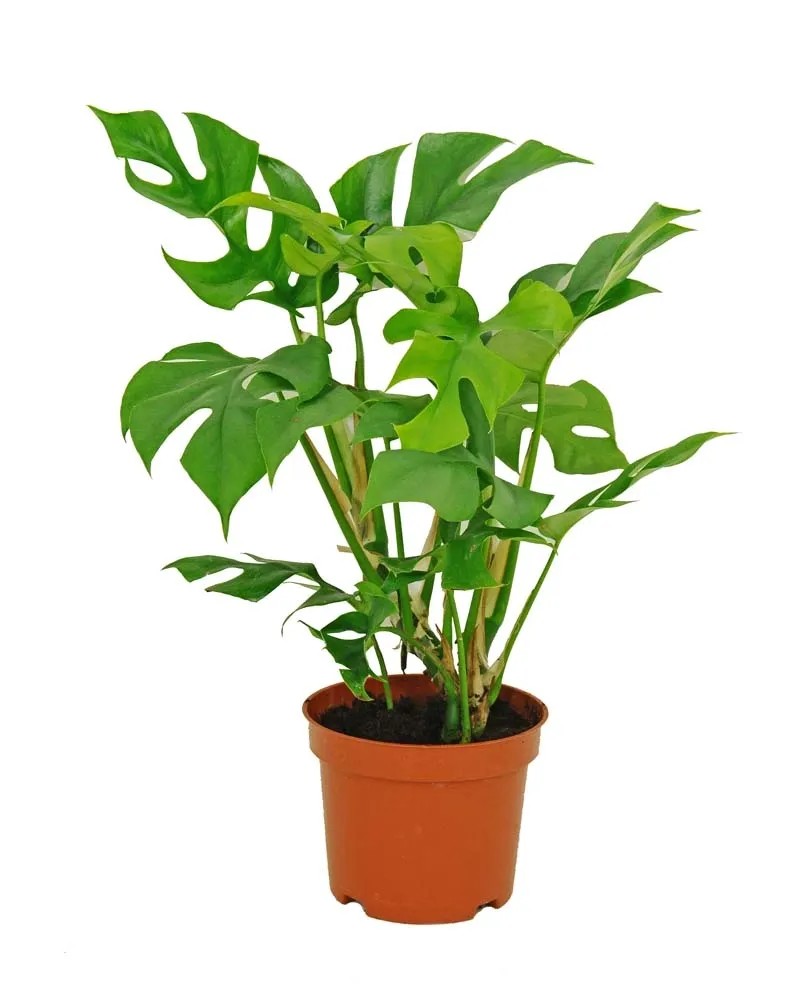 Monstera minima (Rhaphidophora tetrasperma) - don. 12 cm kupuj w OBI