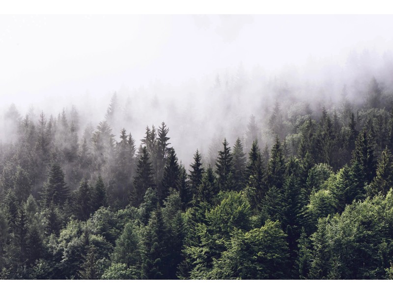 Fototapeta Foggy Forest 384x260 cm kupuj w OBI