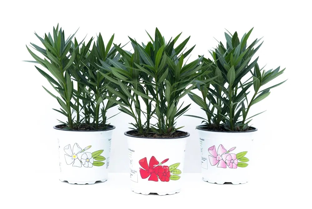 Oleander TRIO wys. 15-25 cm don. 1,8l kupuj w OBI