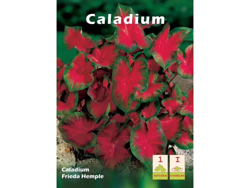 Kaladium (Caladium Frieda Hemple) kupuj w OBI