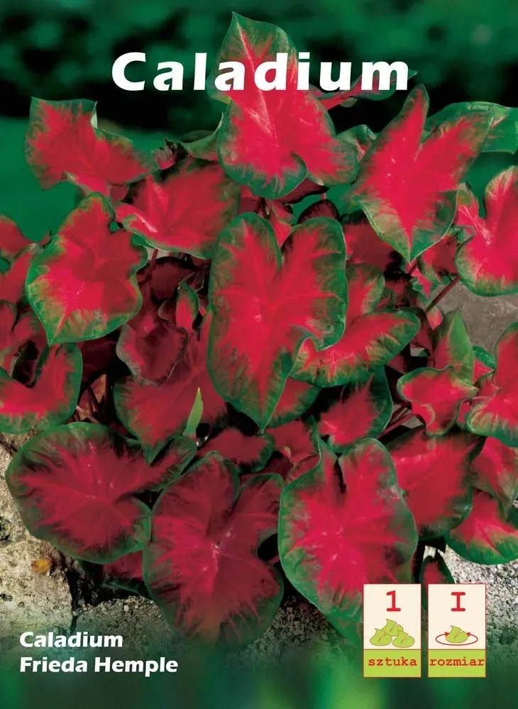 Kaladium (Caladium Frieda Hemple) kupuj w OBI