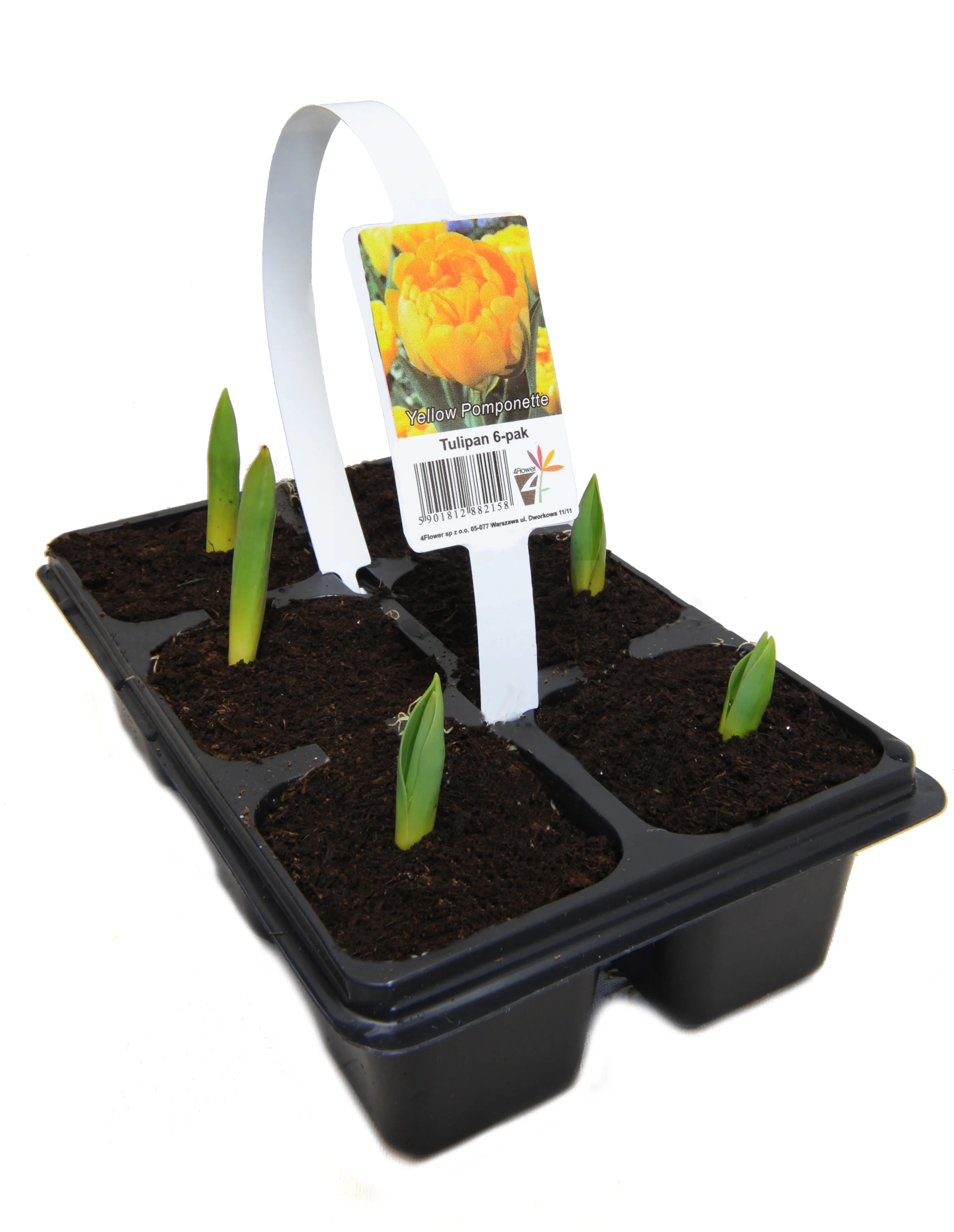 Rośliny cebulowe opak. 6szt kupuj w OBI