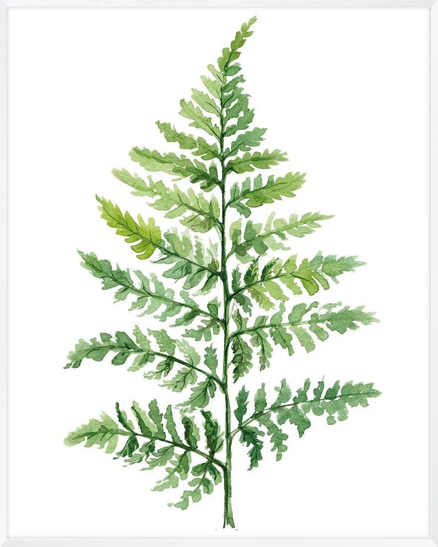 Obraz PAPROĆ 40 x 50 cm kupuj w OBI