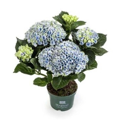 Hortensja (Hydrangea magical revolution Blue) - don. 10,5 cm kupuj w OBI