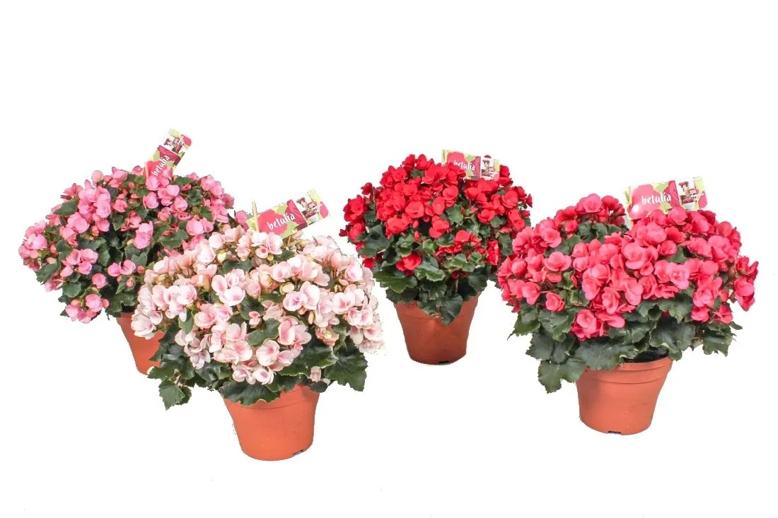 Begonia (Begonia) Betulia - don. 19 cm kupuj w OBI