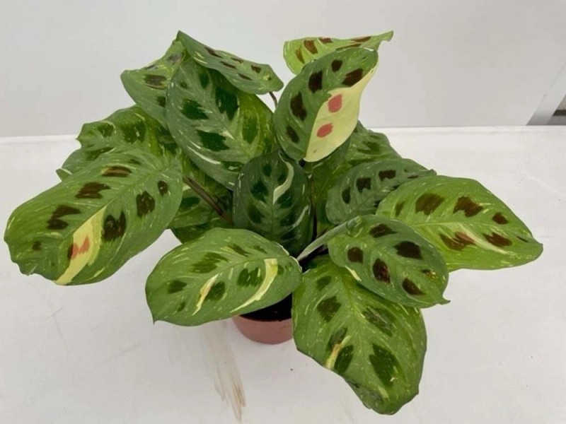 Maranta Leuconeura mix - don. 12 cm kupuj w OBI
