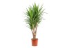 Juka (Yucca) - wys. 130 cm, don. 24 cm kupuj w OBI