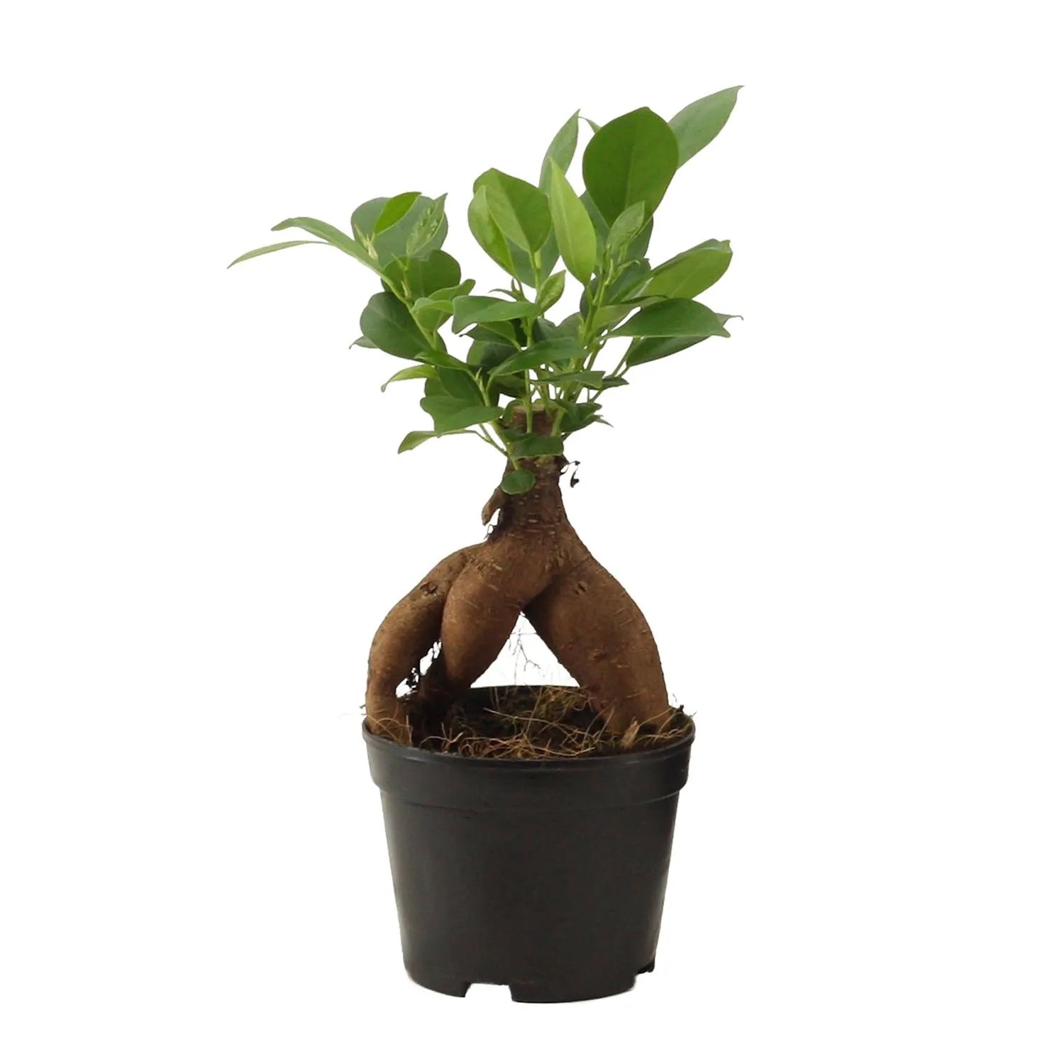 Fikus tępy (Ficus Ginseng) don. 9 cm kupuj w OBI