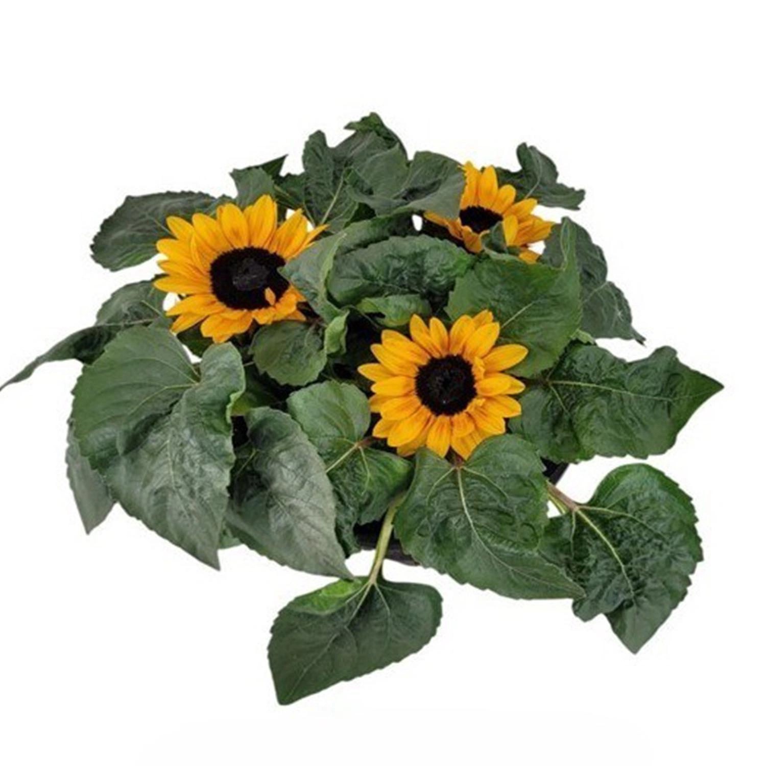 Słonecznik zwyczajny (Helianthus Petisol) don. 21 cm kupuj w OBI