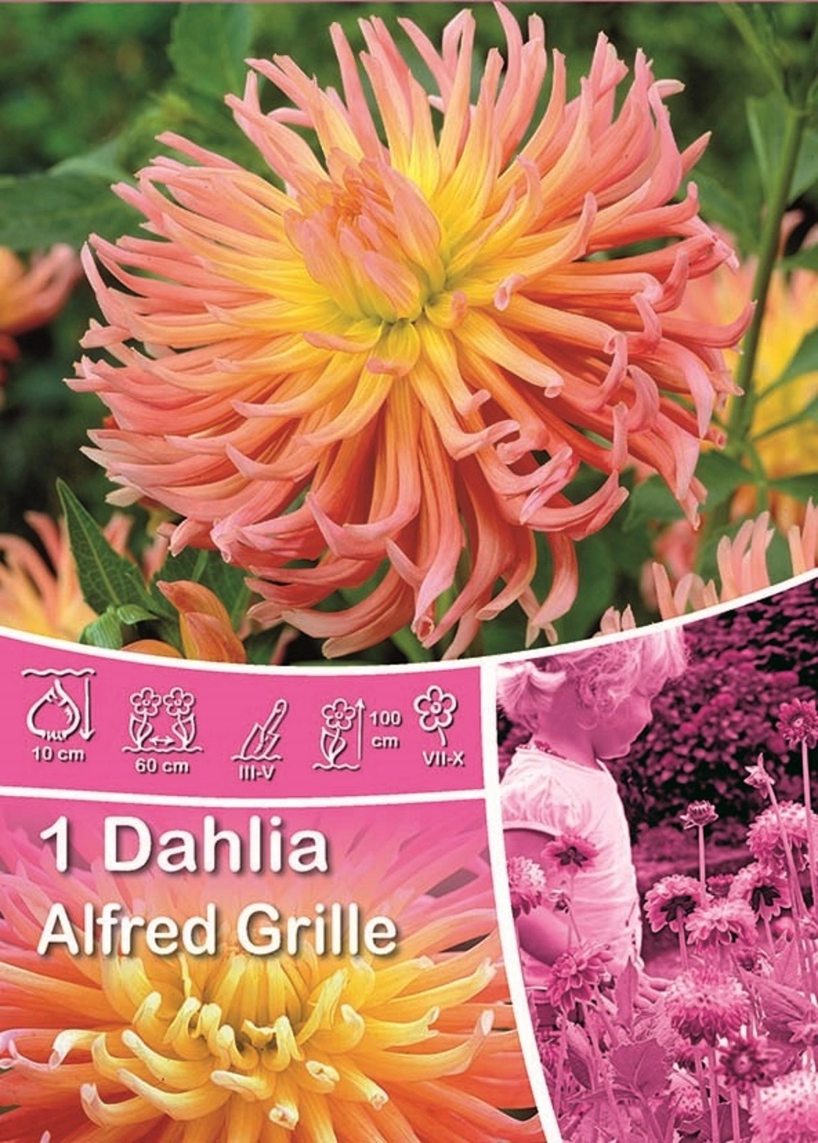 Dalia odm. Alfred Grille (Dahlia sp.)
