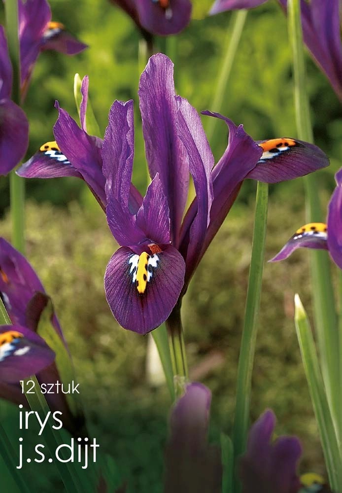 Irys (Iris) J.S. Dyt - 12 szt. kupuj w OBI