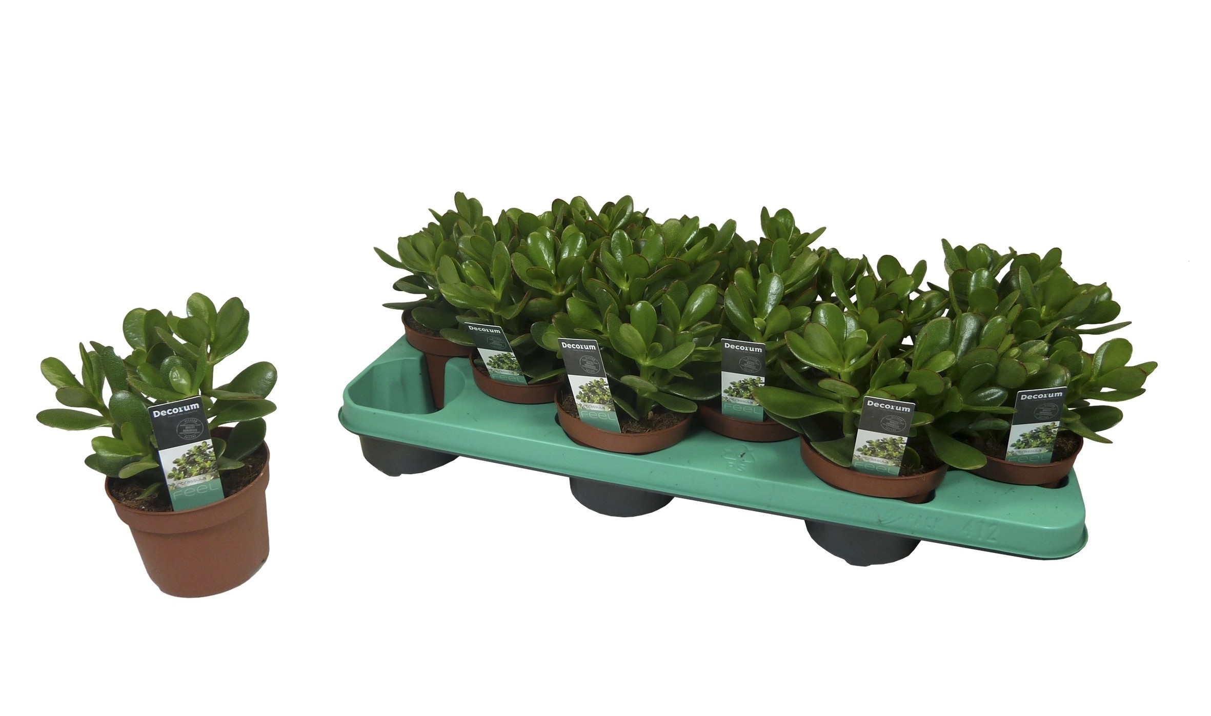 Grubosz (Crassula) Ovata Minor - don. 10,5 cm kupuj w OBI