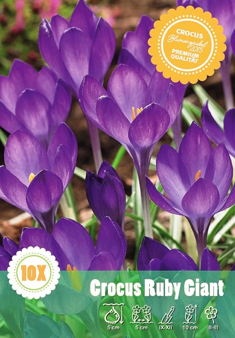 Krokus odm. Ruby Giant (Crocus sp.) kupuj w OBI