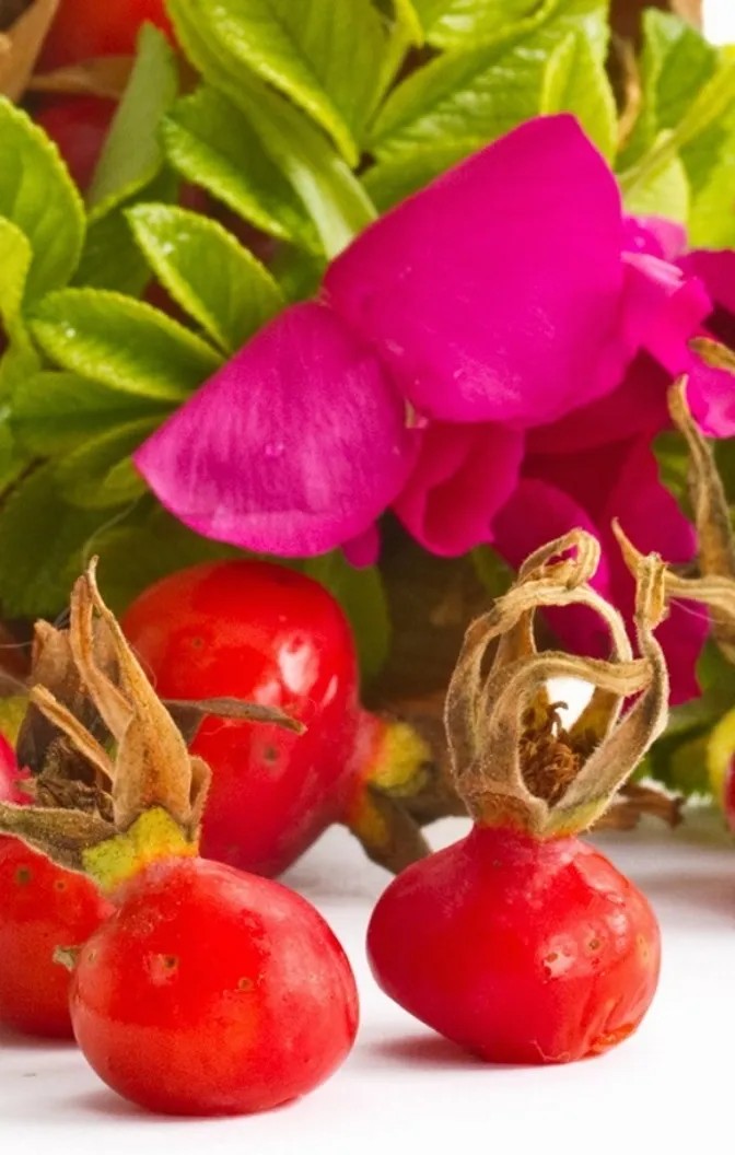 Róża o jadalnych owocach w odmianach (Rosa sp.) kupuj w OBI