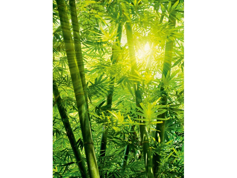 Fototapeta Bamboo Forest 192x260 cm kupuj w OBI