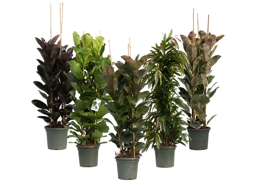 Fikus (Ficus) mix - wys. 180 cm, don. 40 cm kupuj w OBI